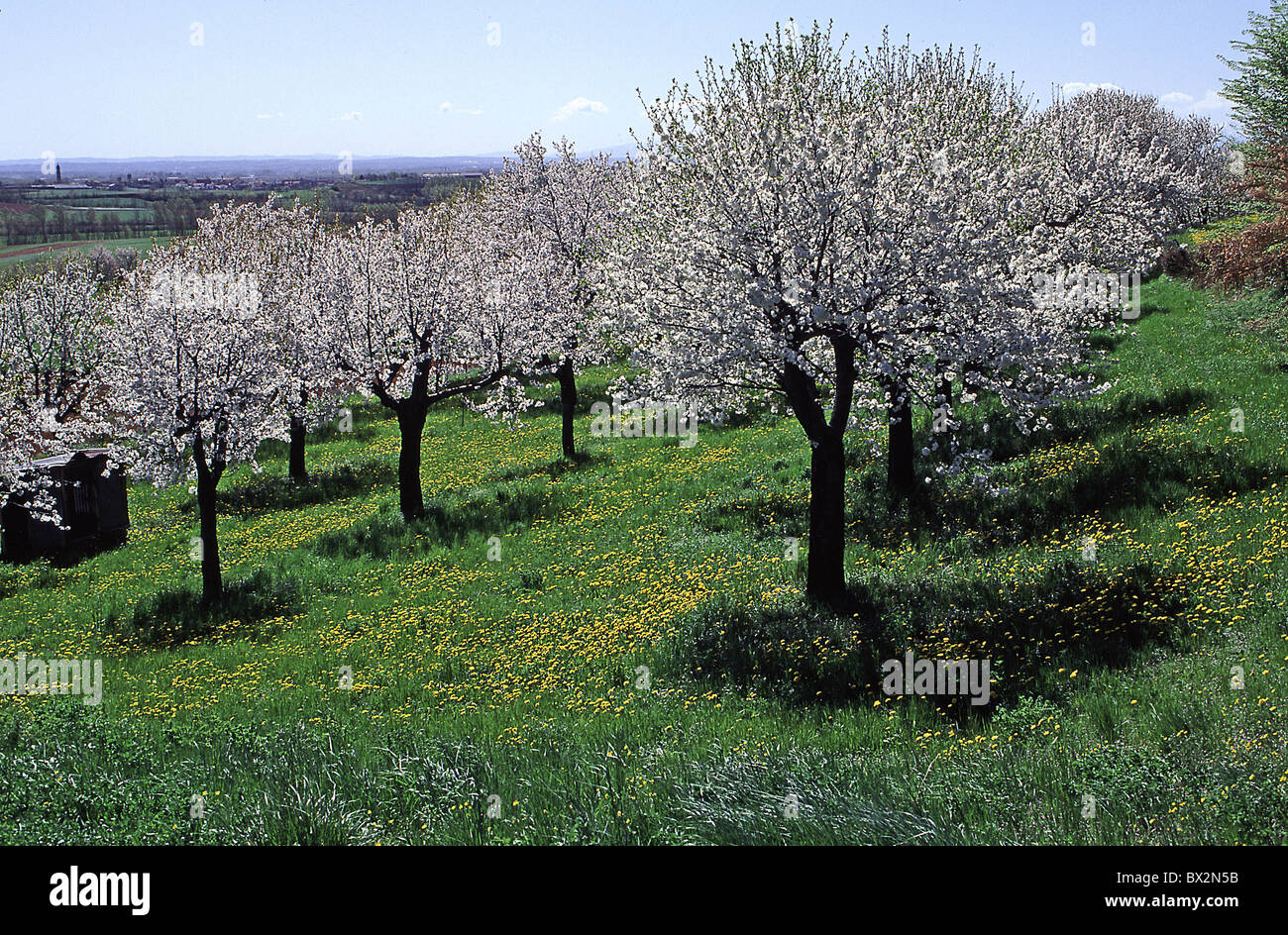fields scenery landscape cherry flower cherries trees cherry trees ...