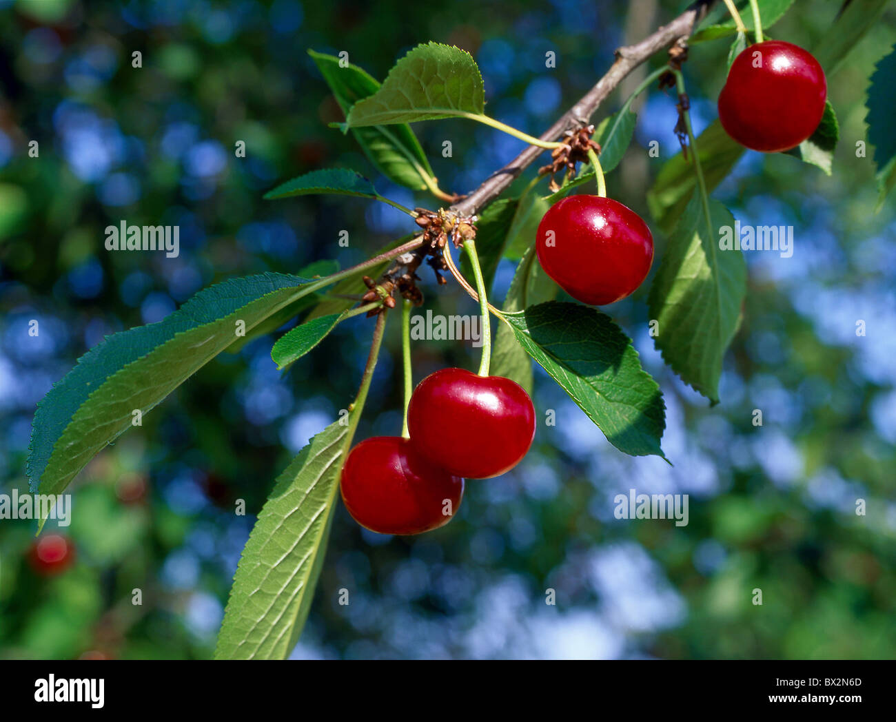 cherries tree cherry tree fruit food agriculture Italy Europe Piedmont ...