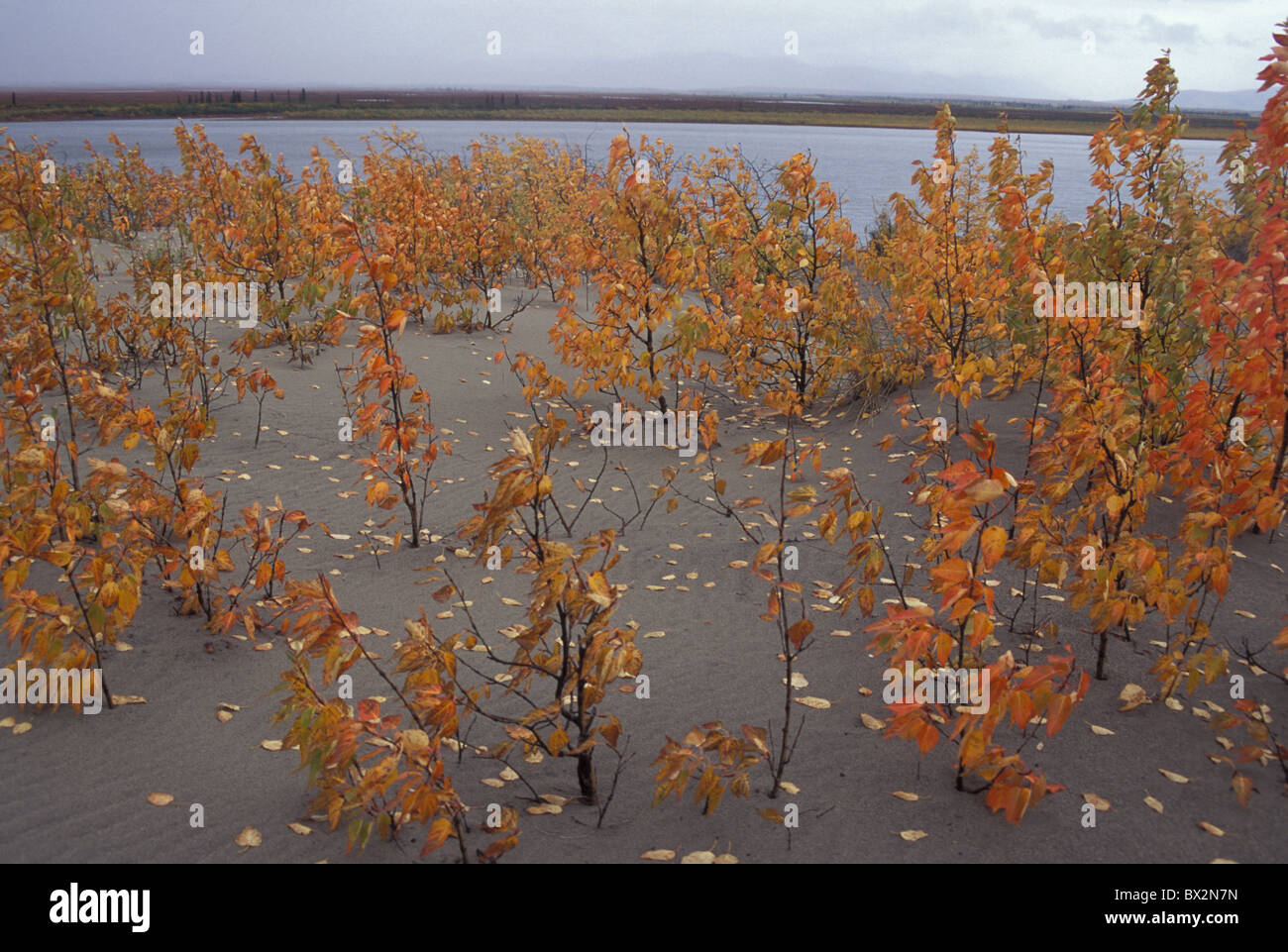 Alaska autumn colours cottonwood trees fall Kobuk Valley national park ...