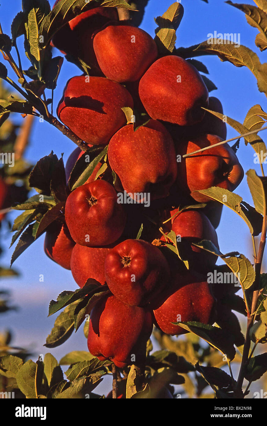 apple apples Starking branch apple tree agriculture fruit food Stock ...