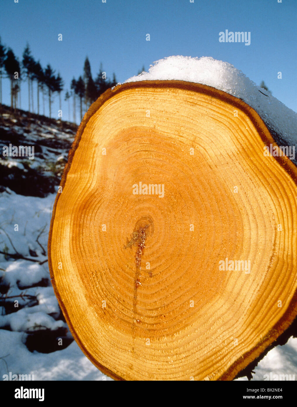 Tree trunk rings hi-res stock photography and images - Alamy