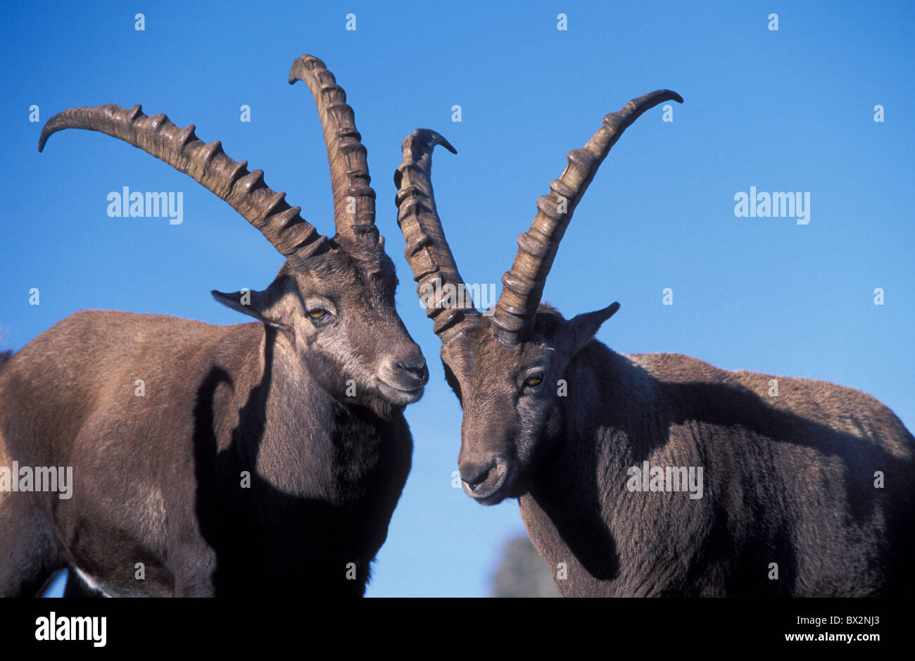 Alps Bernese Oberland Bernese Alps big Ibex Capra Gemmenalphorn horns ...