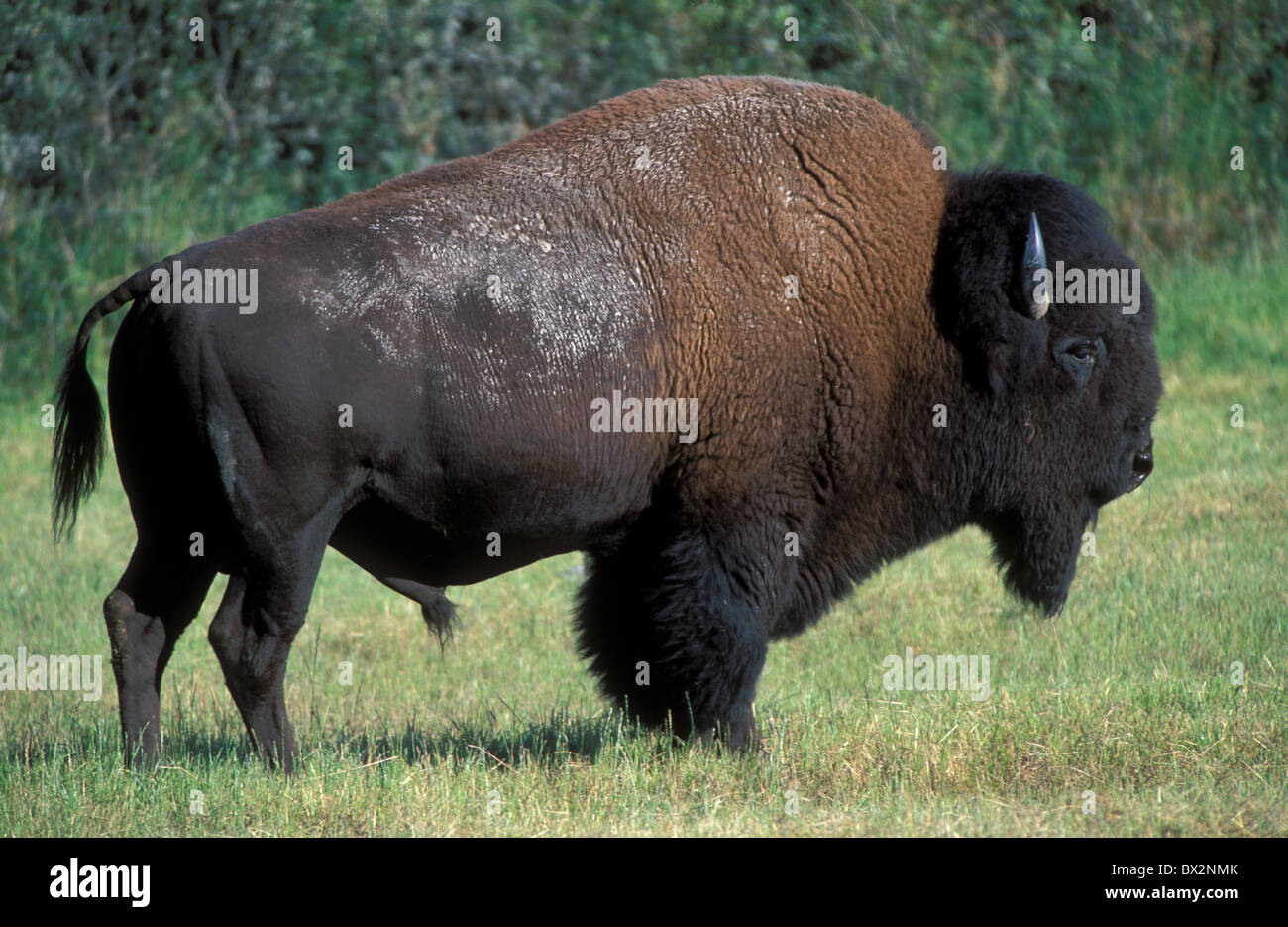 American Bison Buffalo Bull captive portrait Stock Photo - Alamy