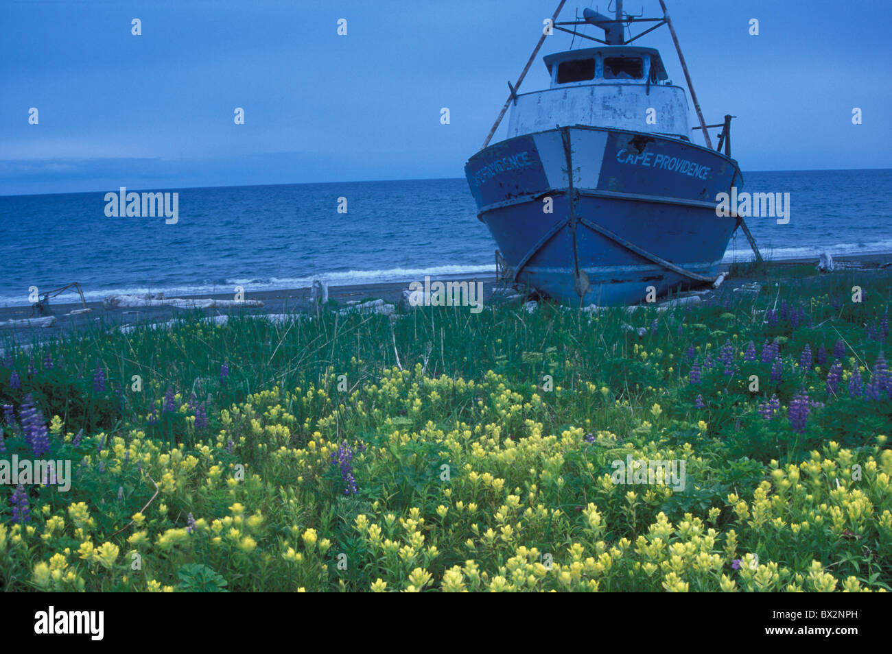 Alaska beached Cape Douglas flowers ship wreck Cook Inlet Katmai ...