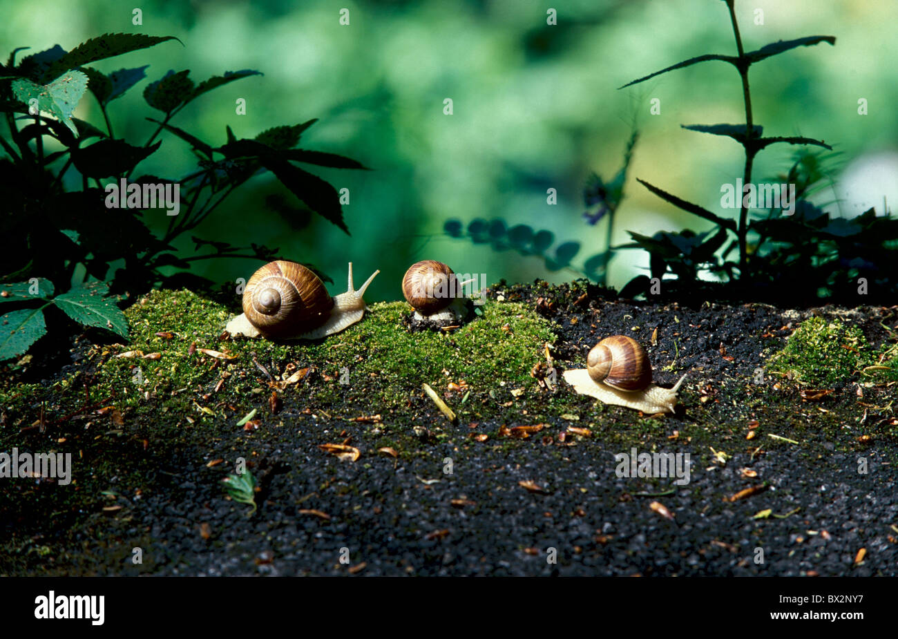 class Gastropada Helicidae Helix pomatia Linnaeus Mulloskae Sanils ...