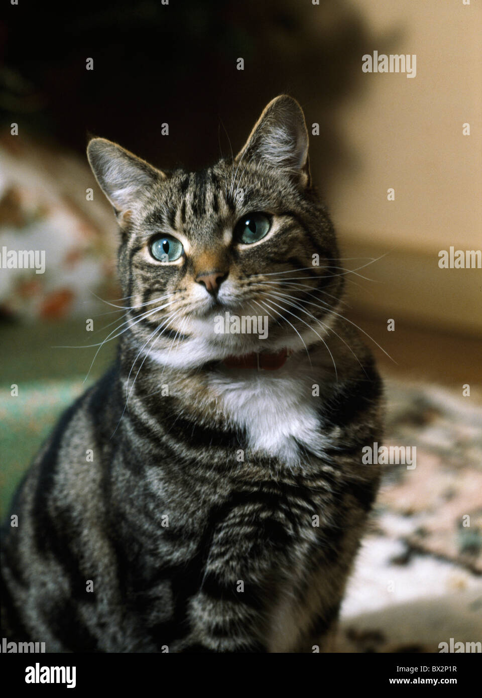 Watch watching animal hi-res stock photography and images - Alamy