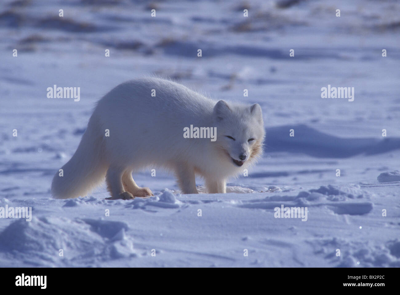 Alaska Alopex lagopus Arctic Bering Sea fox polar fox Saint Lawrence ...