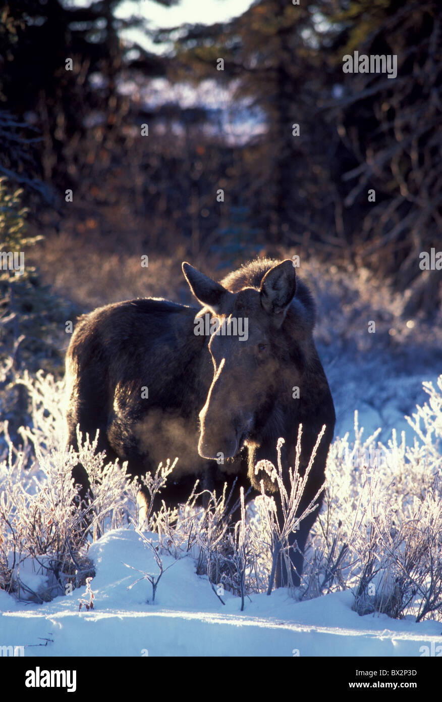Alaska alces alces cold Cow frost Moose Kenai Pensinsula snow winter ...