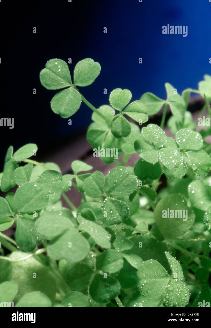 Water shamrock hi-res stock photography and images - Alamy
