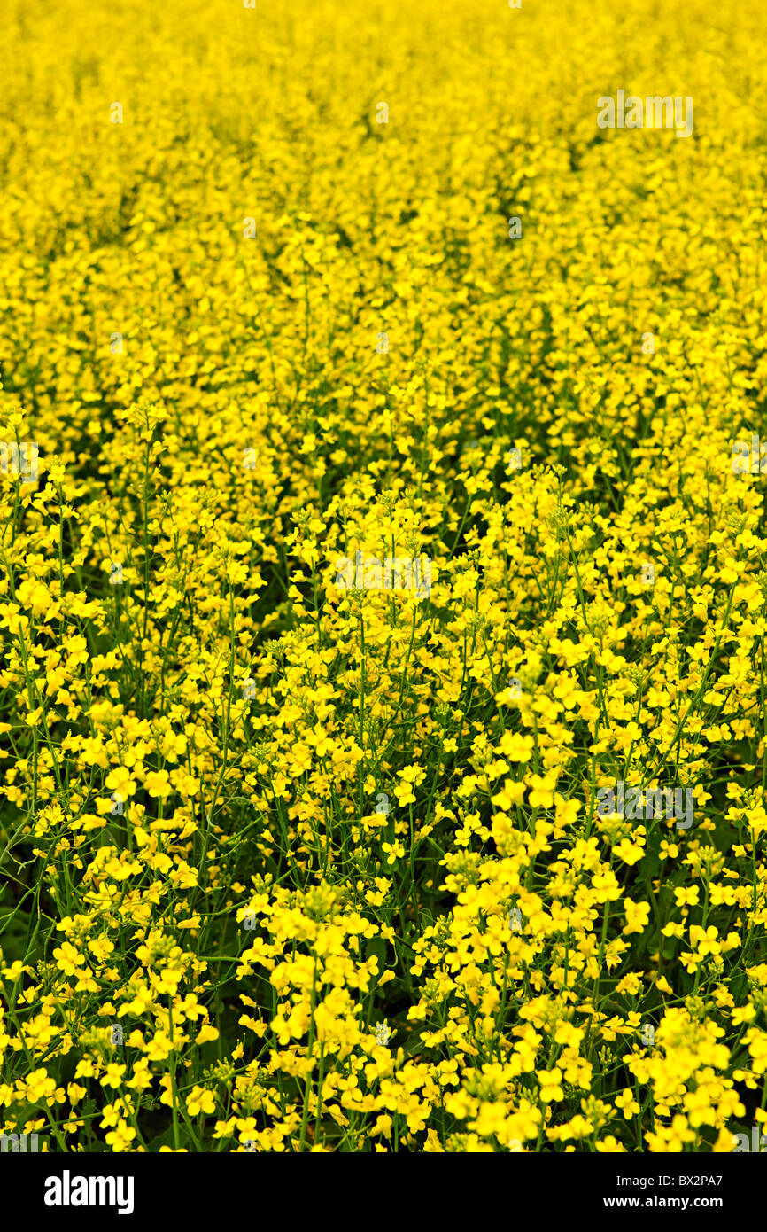 Rapeseed plants hi-res stock photography and images - Alamy