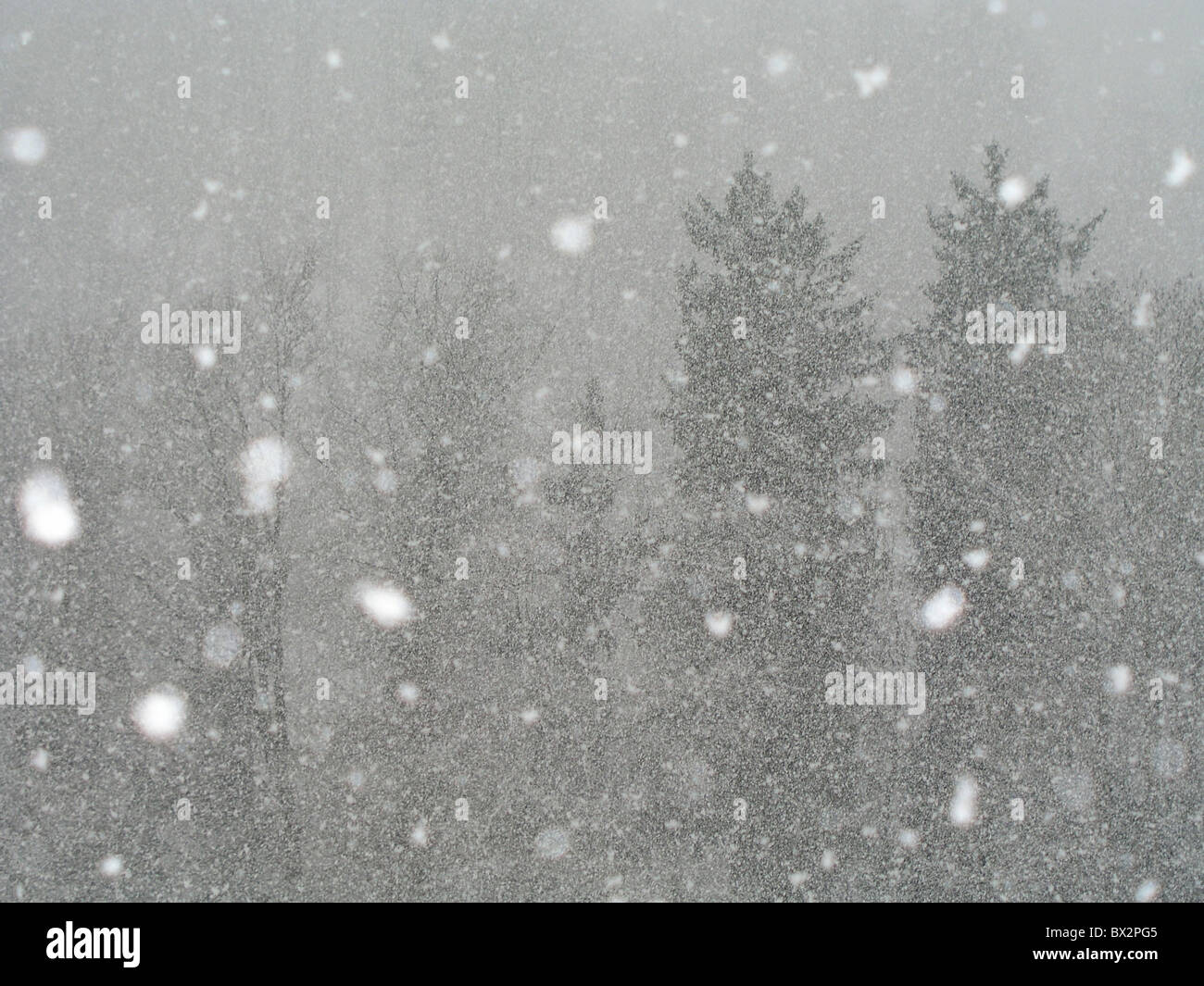 snowfall snow flakes trees winter snow Stock Photo - Alamy