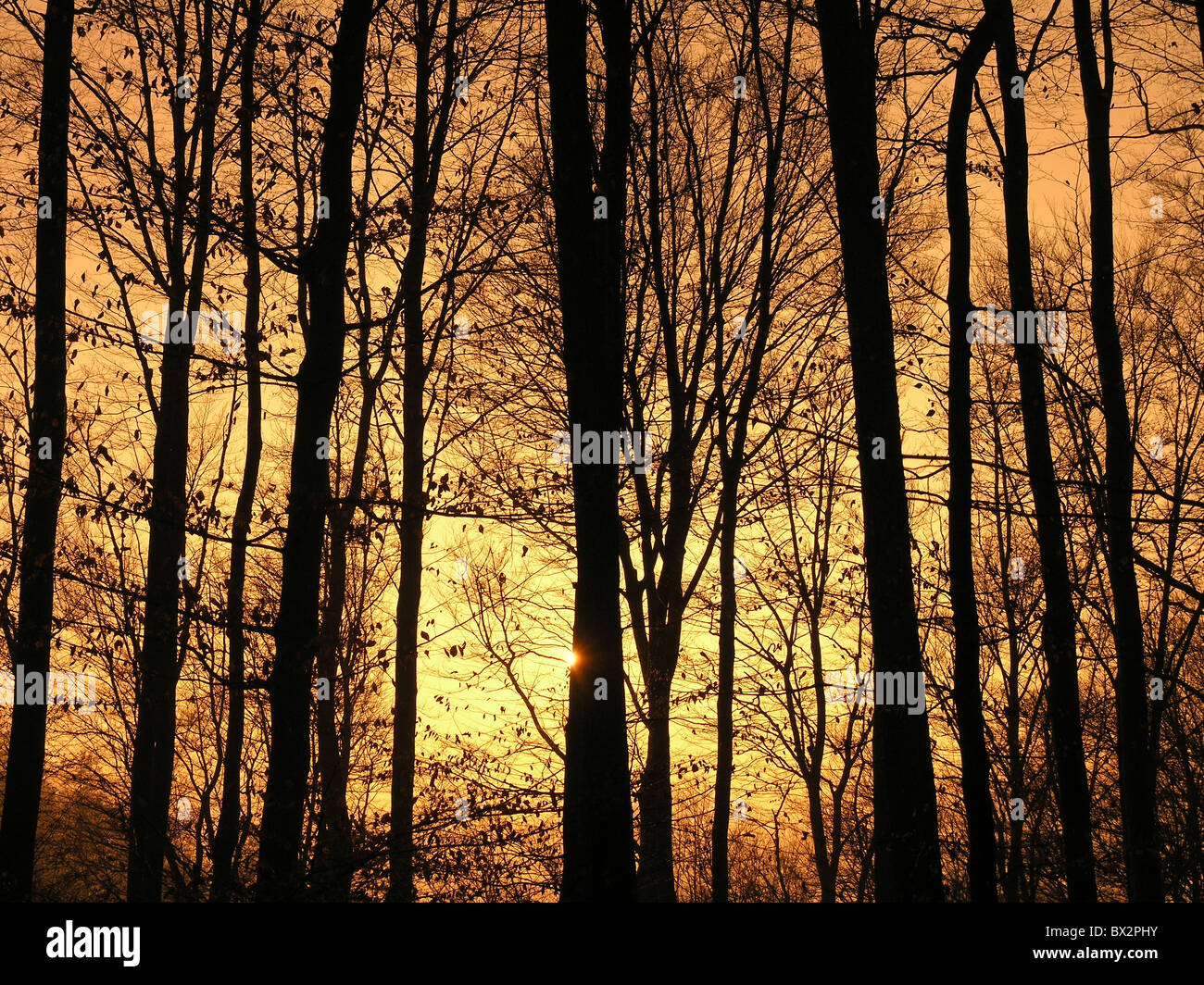 scenery landscape beech forest Buchenwald sundown beeches trees ...