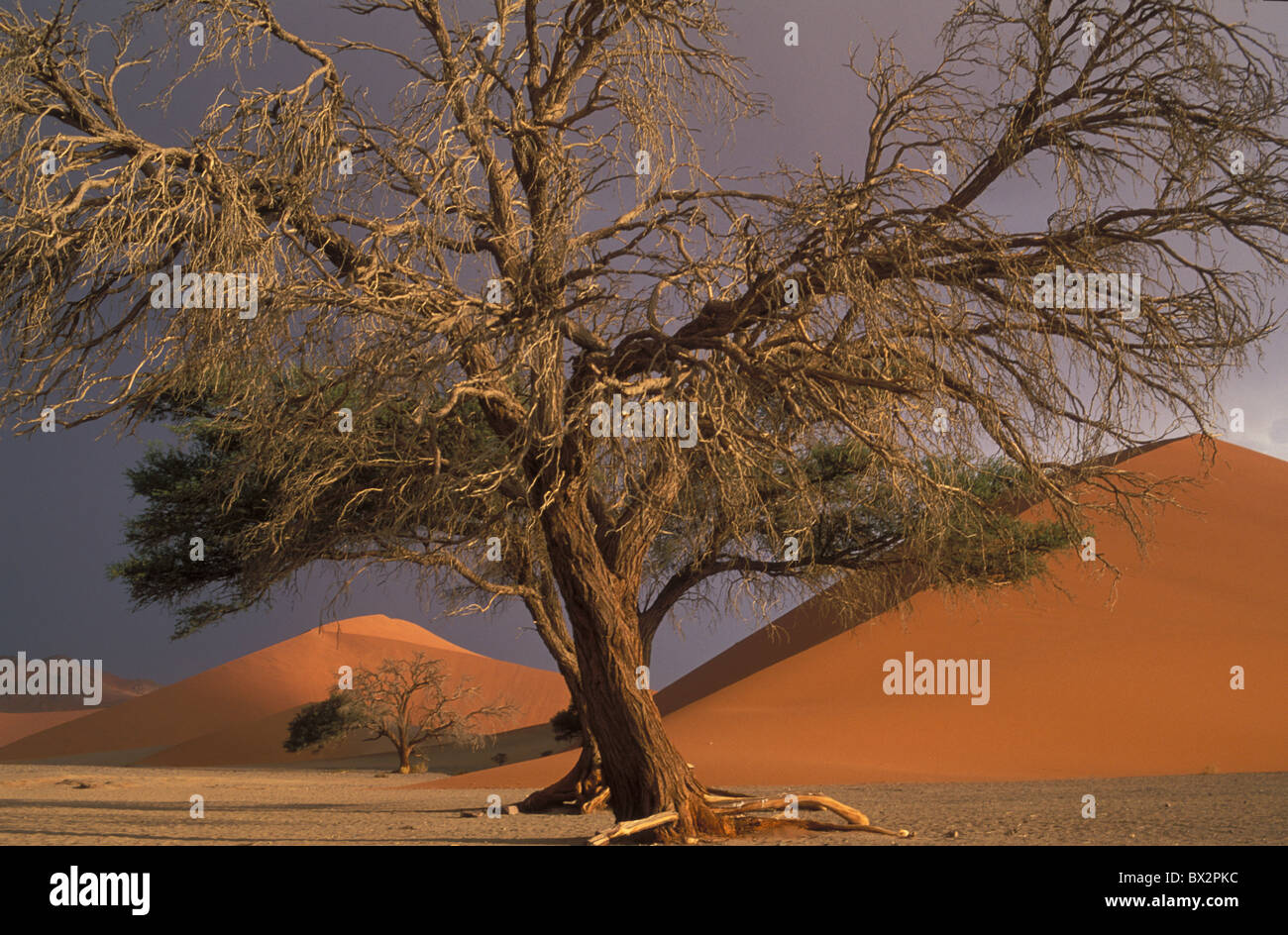 desert Dune 45 Namibia Africa National Namib Naukluft national park ...