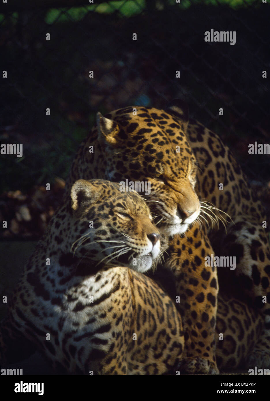 Leopard (Panthera Pardus), Dublin Zoo, Phoenix Park, Dublin, Ireland ...