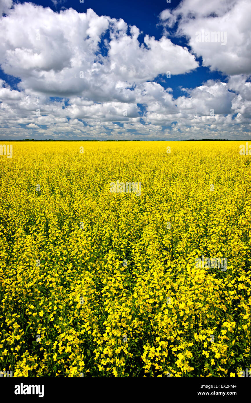 Canada field canola agriculture hi-res stock photography and images - Alamy