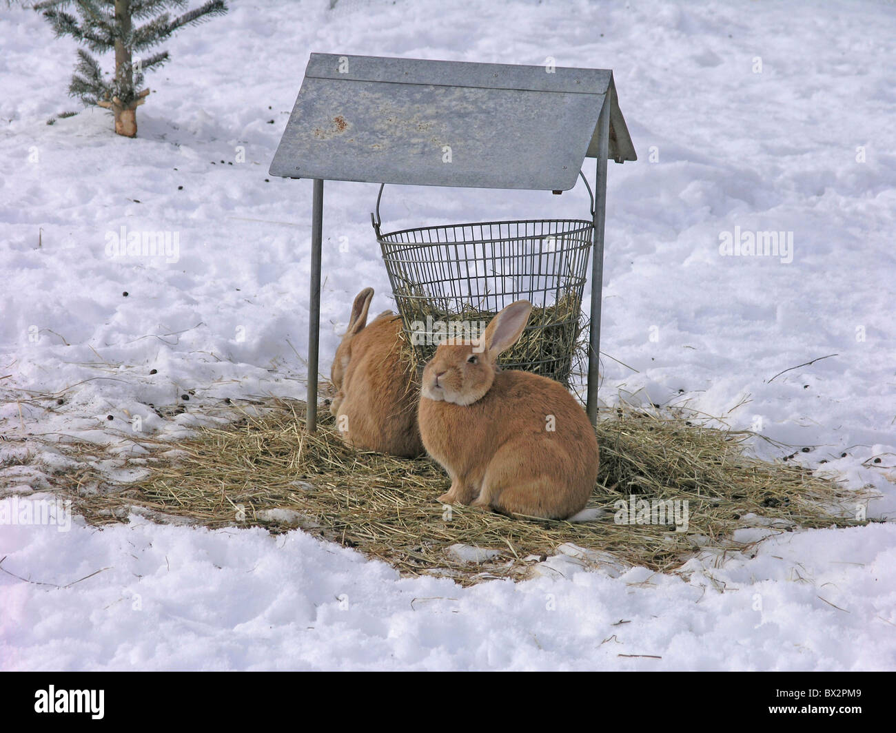 rabbits winter enclosures feed snow animals hares Stock Photo - Alamy