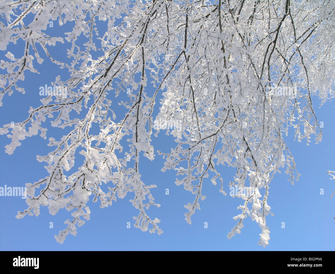 hoarfrost cold hoarfrost cold branches knots branches sky trees Stock ...