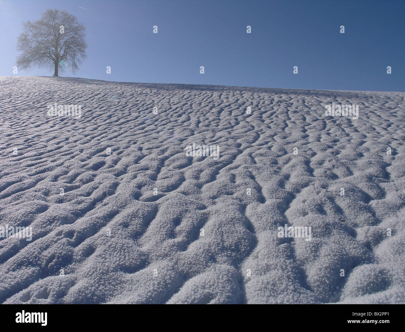 tree field snow profile structure snow field winter scenery Stock Photo ...