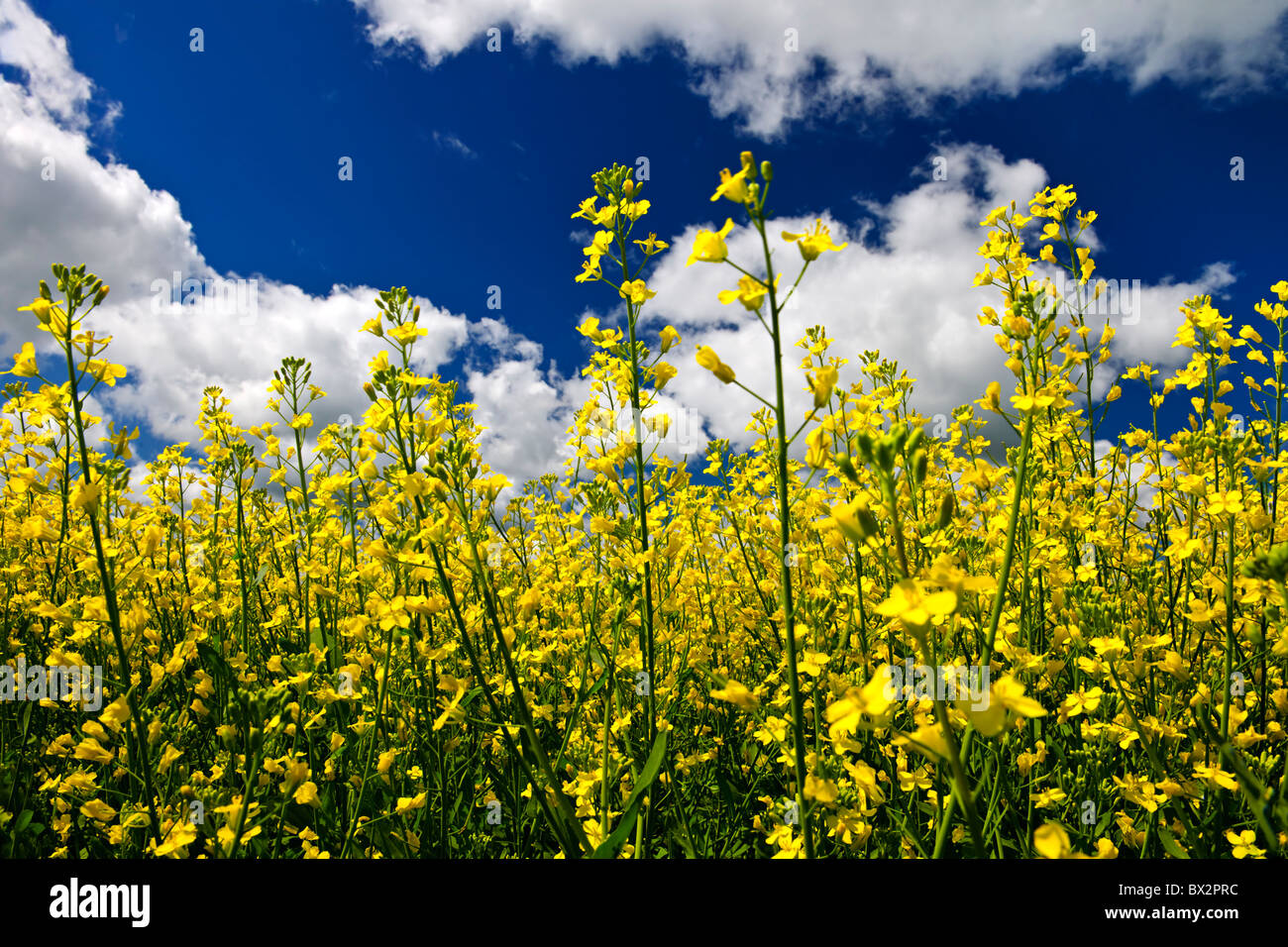 Canola or rapeseed plants growing in farm field, Manitoba, Canada Stock ...