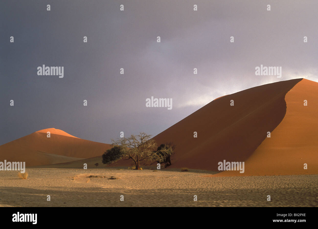 dune 45 Acazia Africa desert Namibia Africa Namib Naukluft national park rainy season sand dune ...