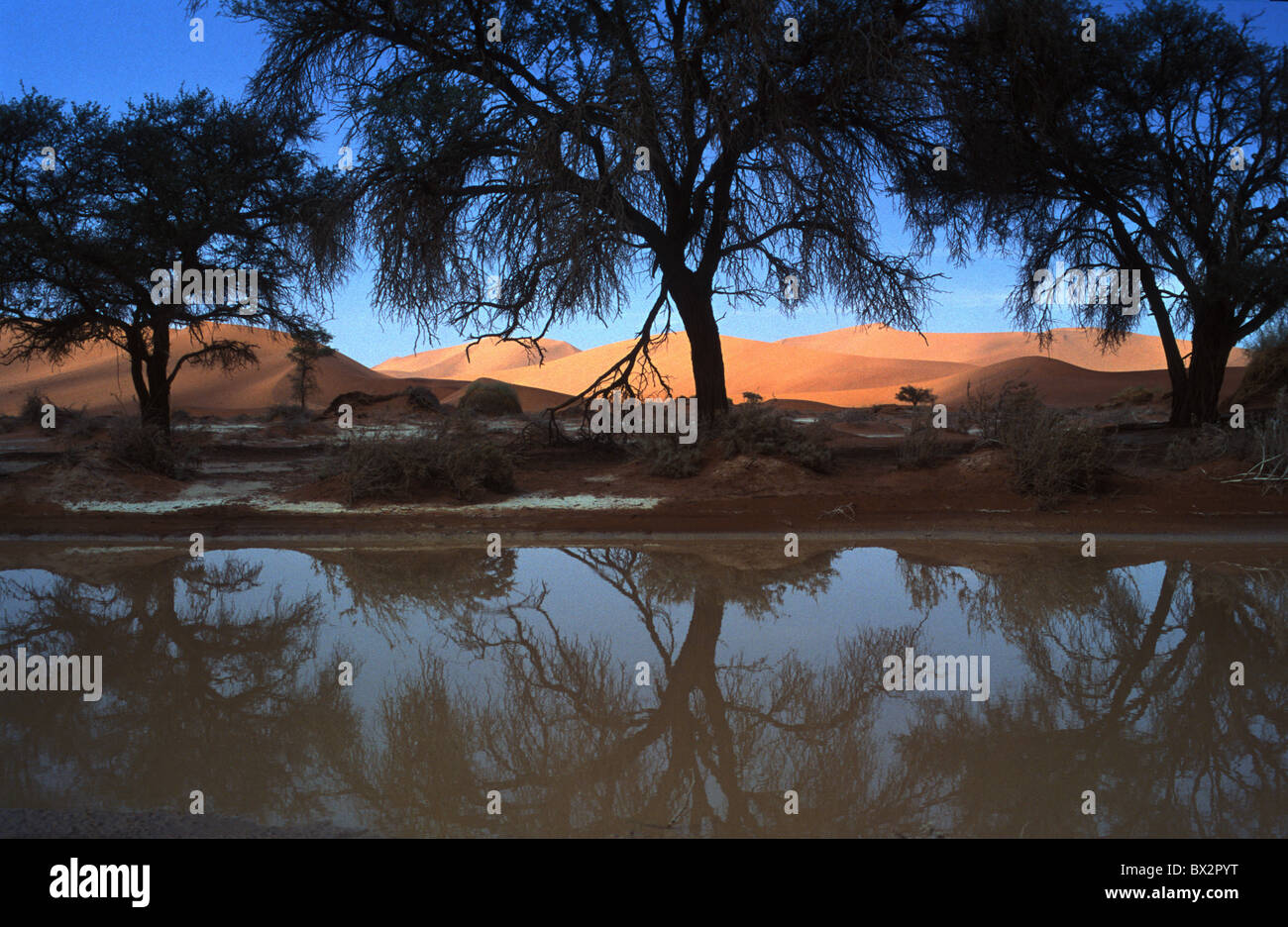 Acacia Africa desert heavy Namibia Africa Namib Naukluft national park ...