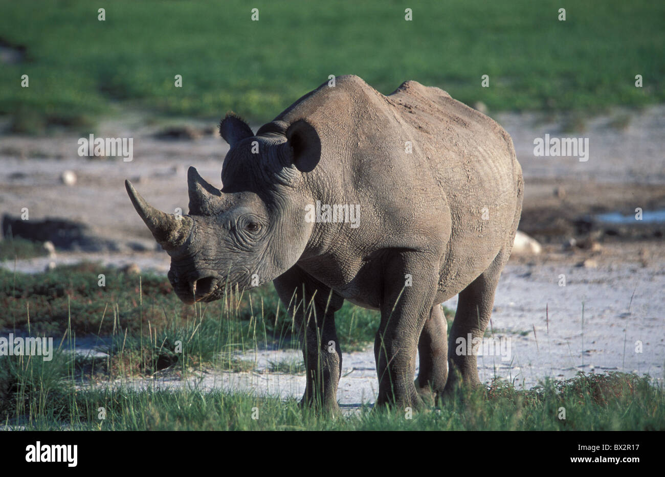 Africa Diceros bicornis Black Etosha national park hooked animal ...