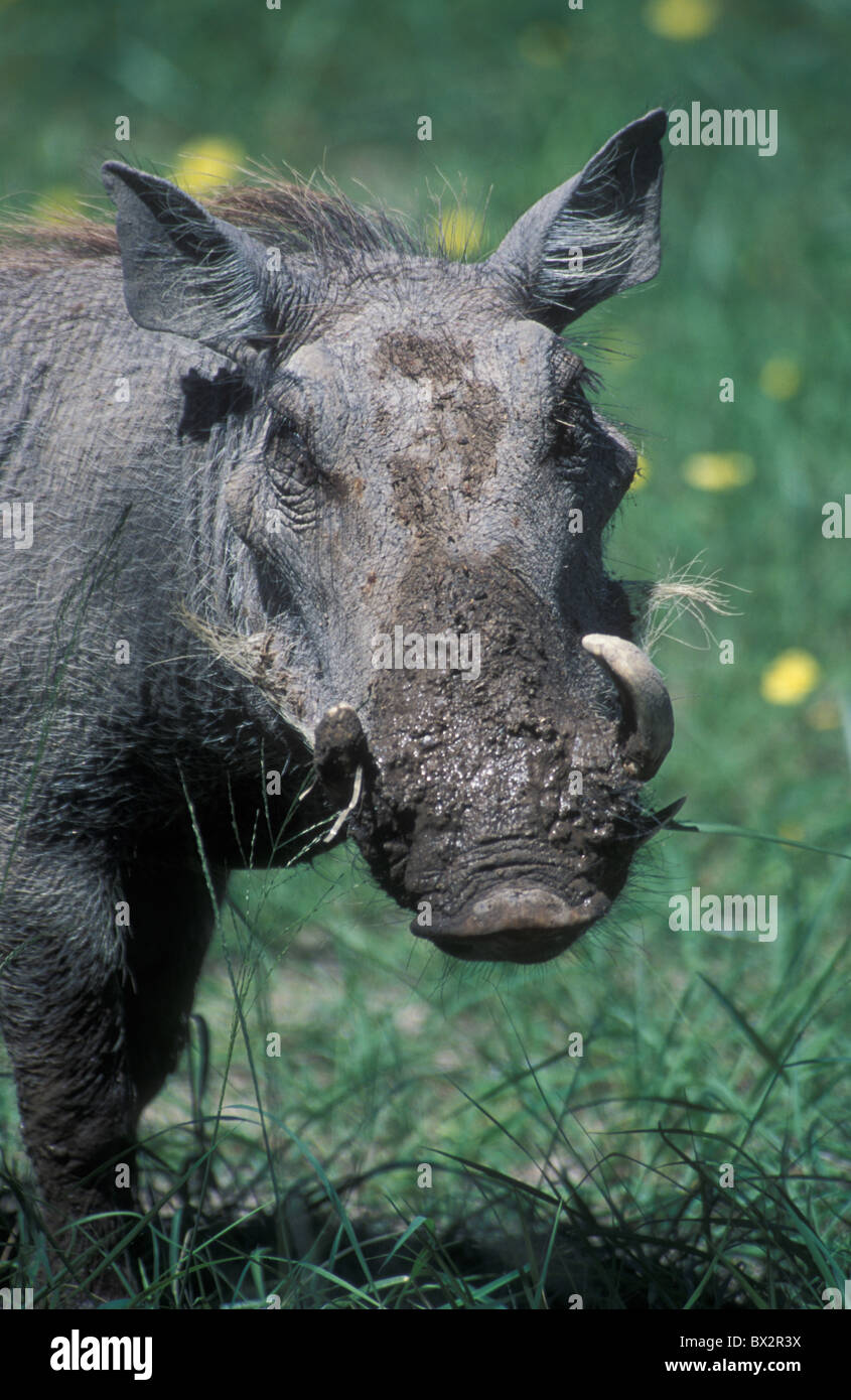 aethiopicus Africa Etosha national park face Female Hog Namibia Africa ...