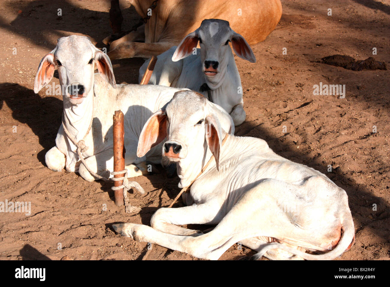 cows in a diary farm Stock Photo - Alamy