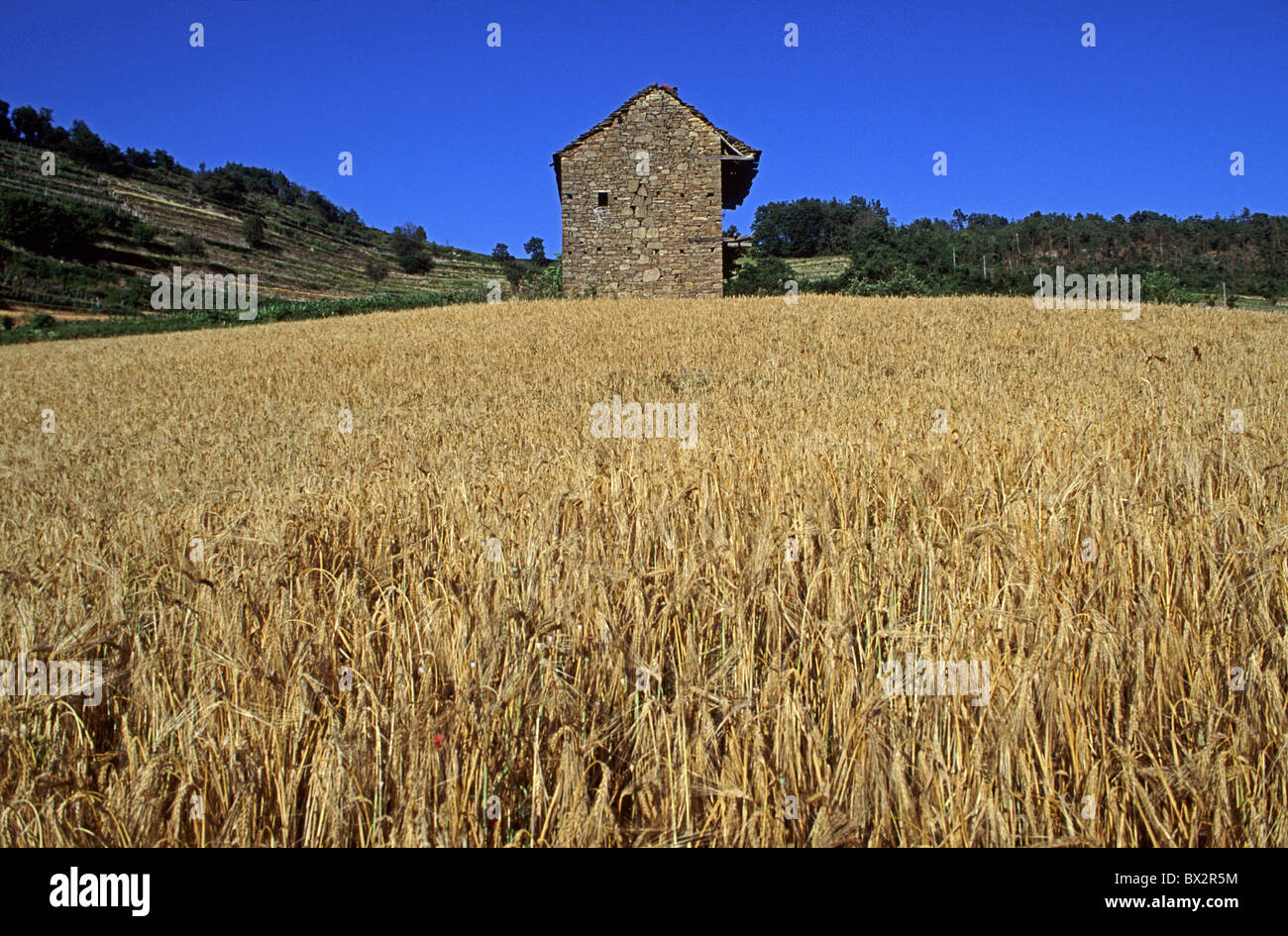 scenery landscape agriculture field grain field grain barley warehouse ...