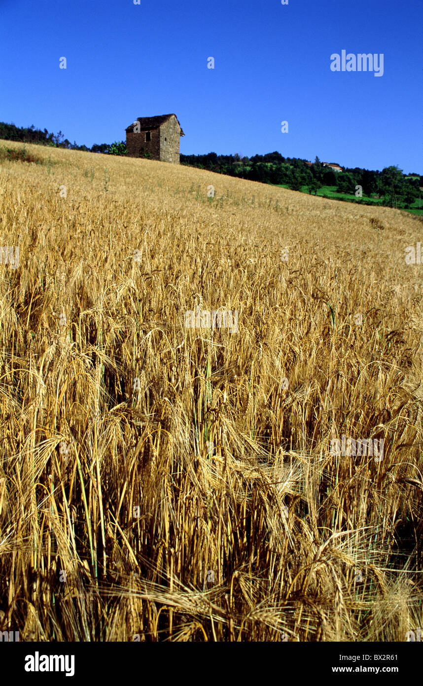 scenery landscape agriculture field grain field grain barley warehouse ...