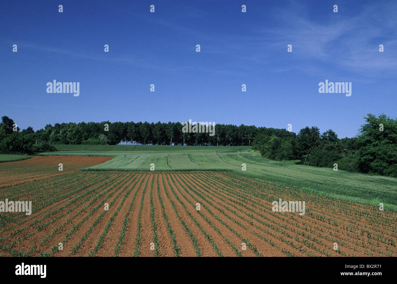 Ceresole d'Alba agriculture maize corn corn field field fields picture ...
