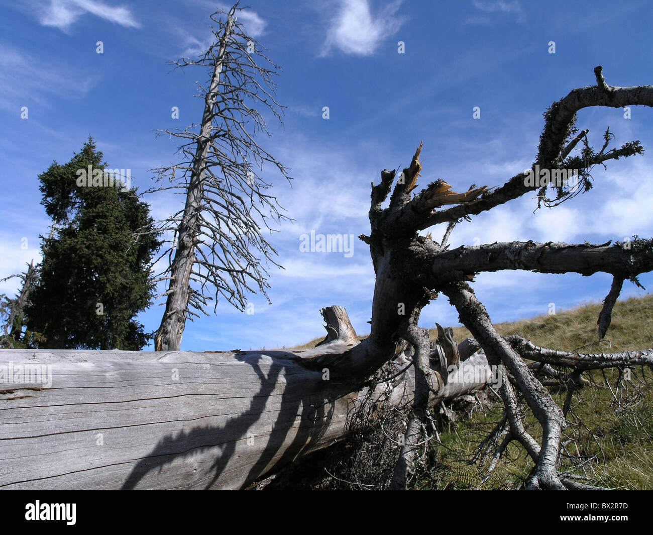 trees dead dead wood needle trees mountains Alps scenery Stock Photo ...