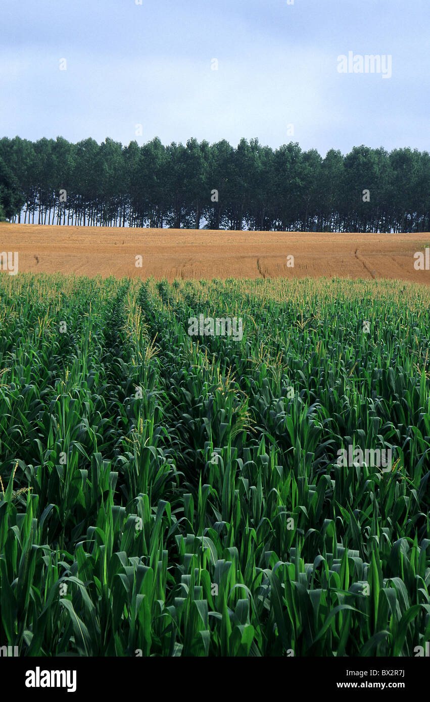 Ceresole d'Alba agriculture maize corn corn field field fields picture ...