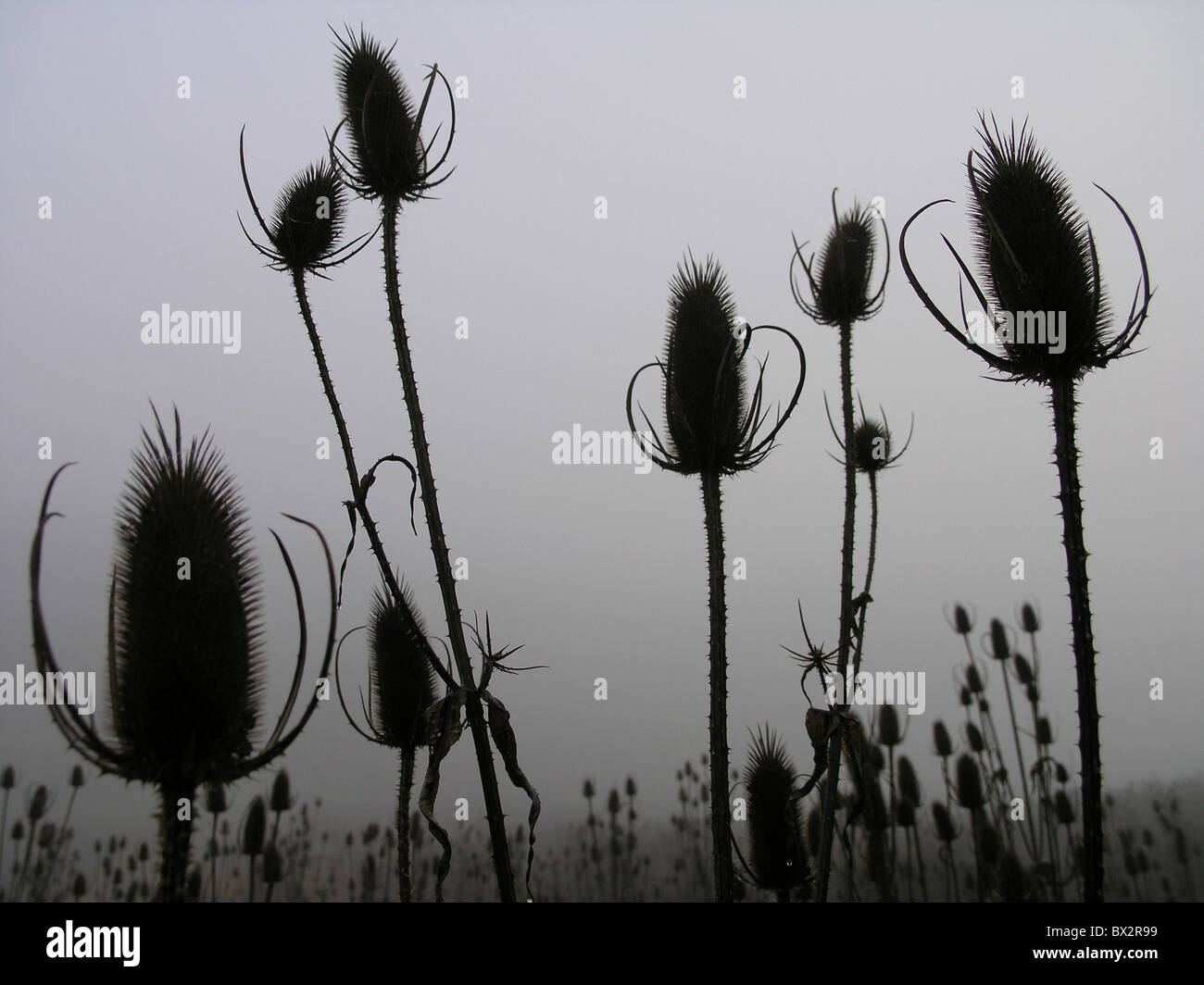 teasel Dipsacus silhouettes field flowers fogs dusk twilight Stock ...