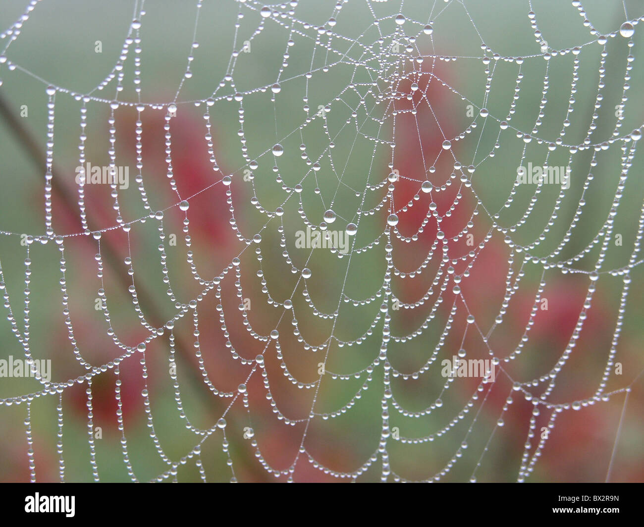spider net net spider dew rope drop water drop of water Stock Photo - Alamy