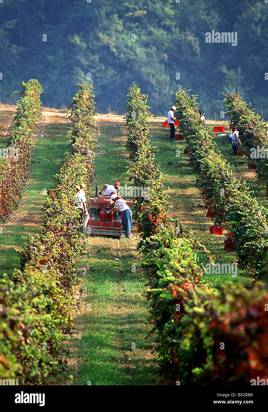 vintage harvest crop vintage worker wine grapes uva barbera agriculture ...