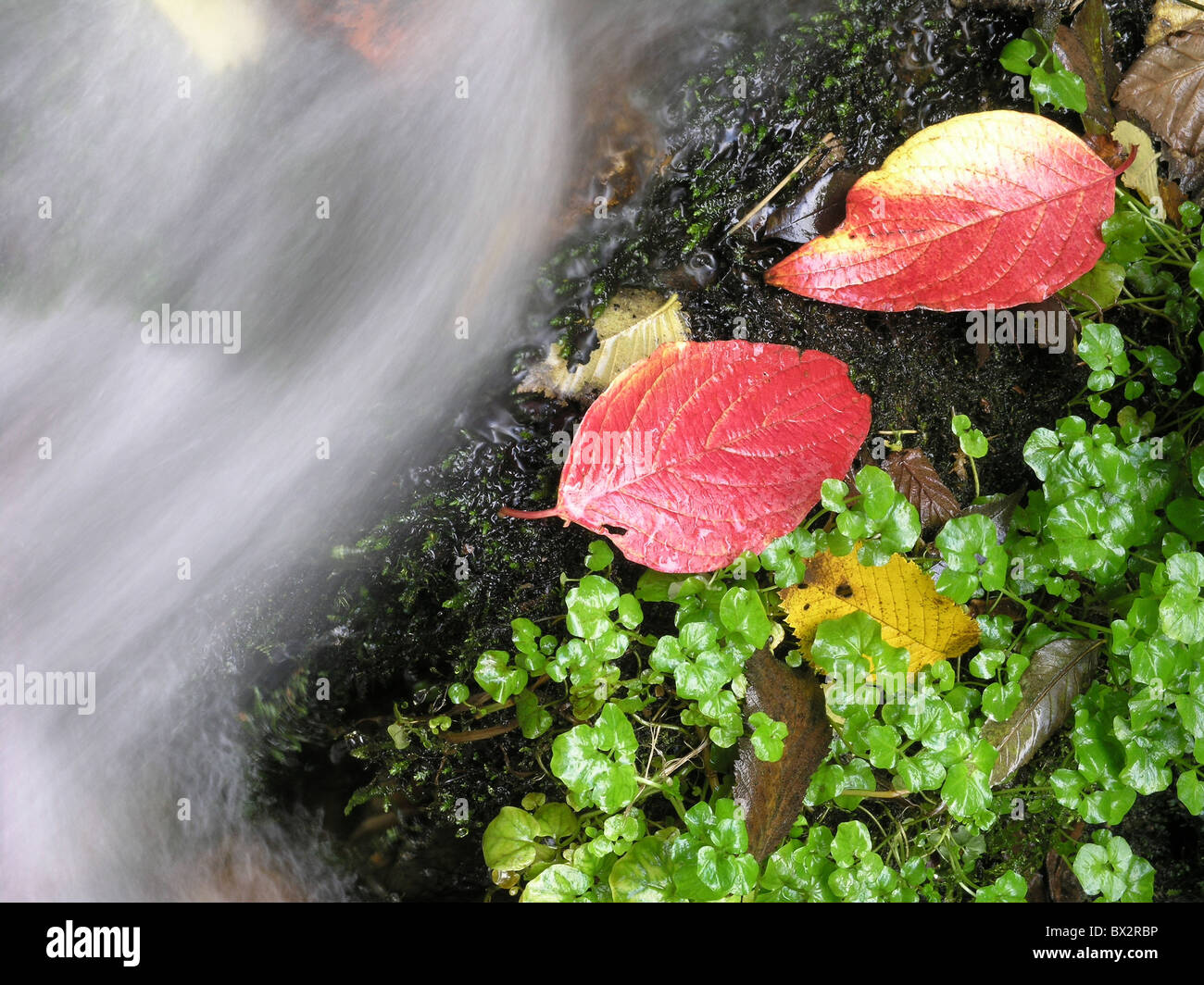 Still brook hi-res stock photography and images - Alamy