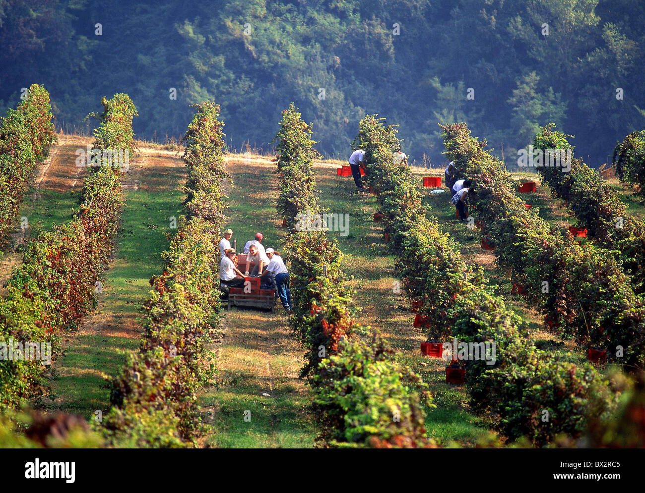 vintage harvest crop vintage worker wine grapes uva barbera agriculture ...