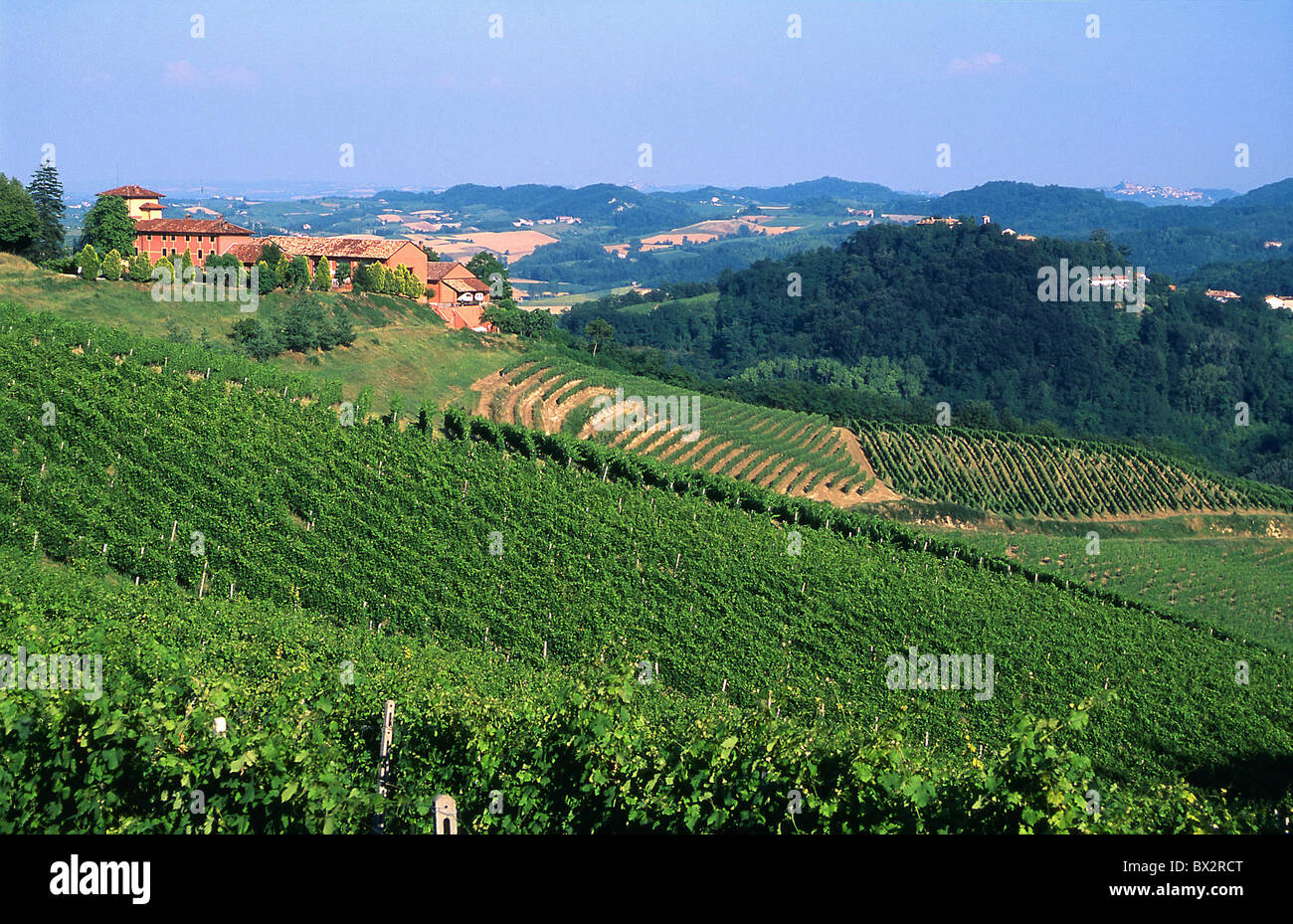 vineyard vineyard scenery landscape wine grapes agriculture shoots ...
