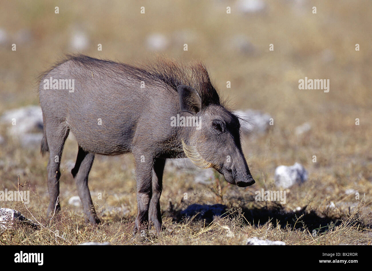 P Africanus High Resolution Stock Photography and Images - Alamy
