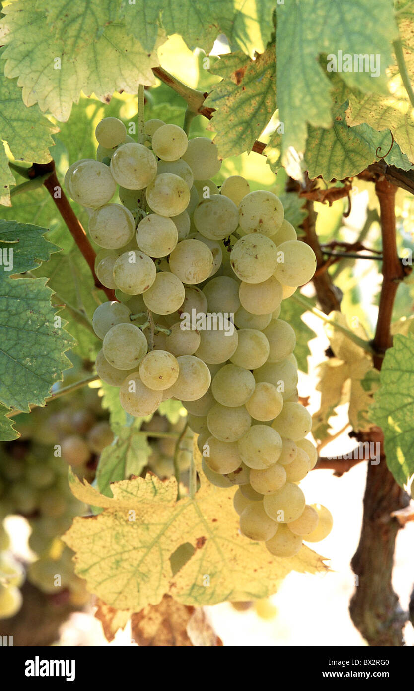 Moscato Grapes Stock Photos & Moscato Grapes Stock Images - Alamy