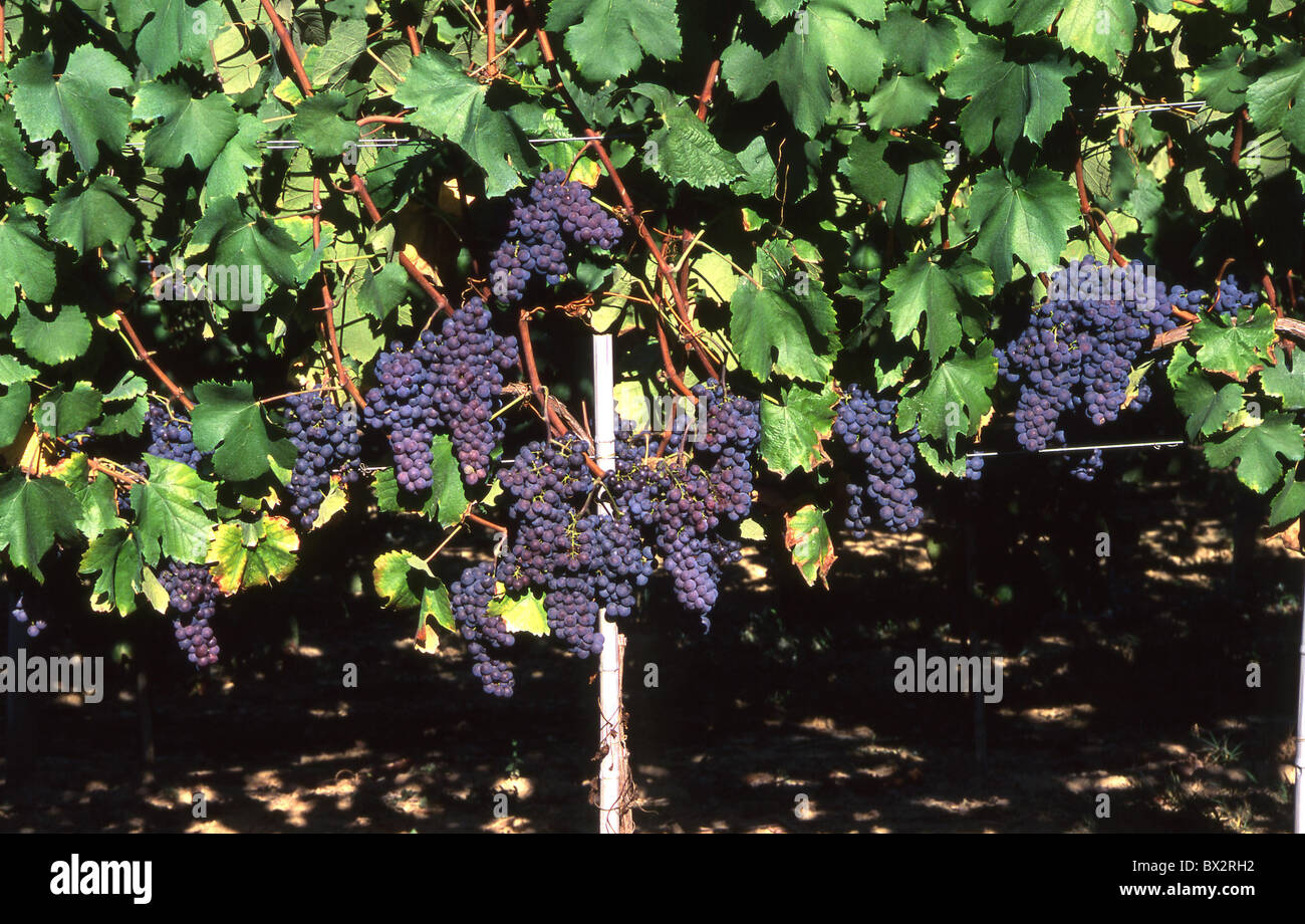 Pelaverga hi-res stock photography and images - Alamy