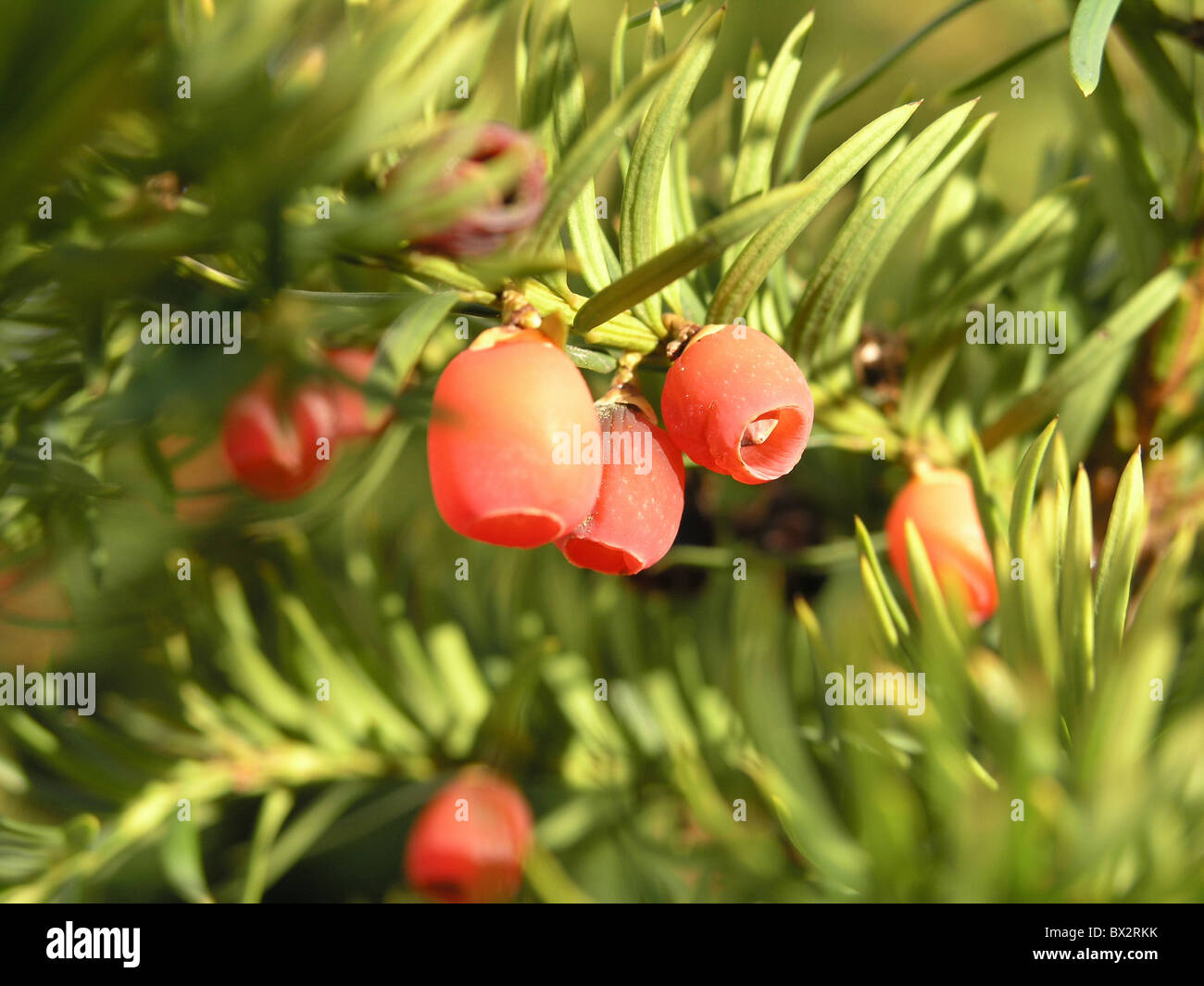 yew Taxus baccata fruit berries needles brooches detail Stock Photo - Alamy