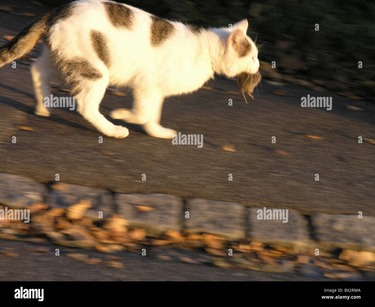 cat house cat domestic mouse catch prey eat pavement blurred animals ...