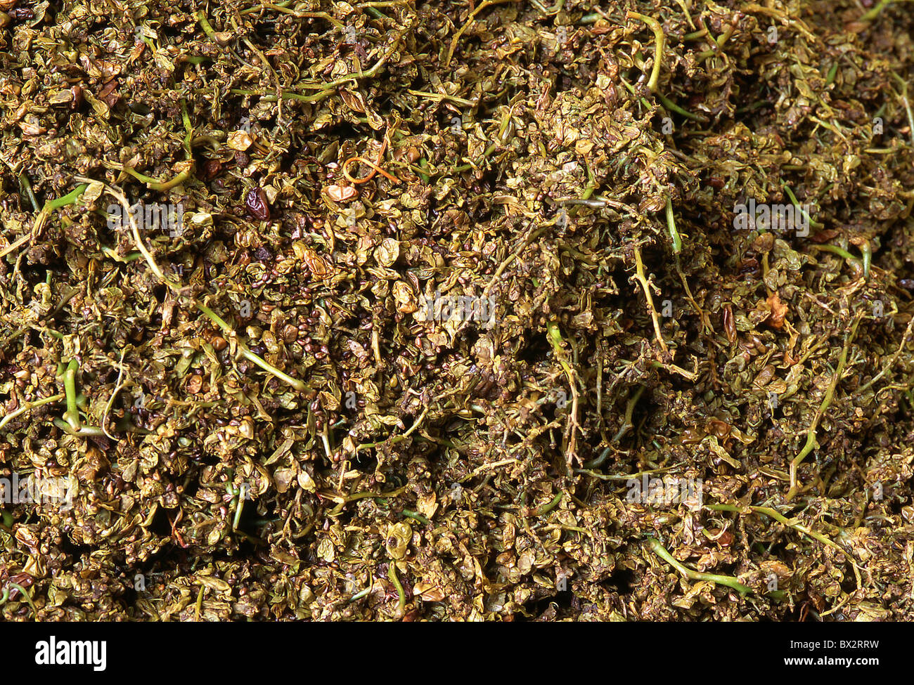 Mashing Grappa machine processing industry agriculture winegrower Uva ...