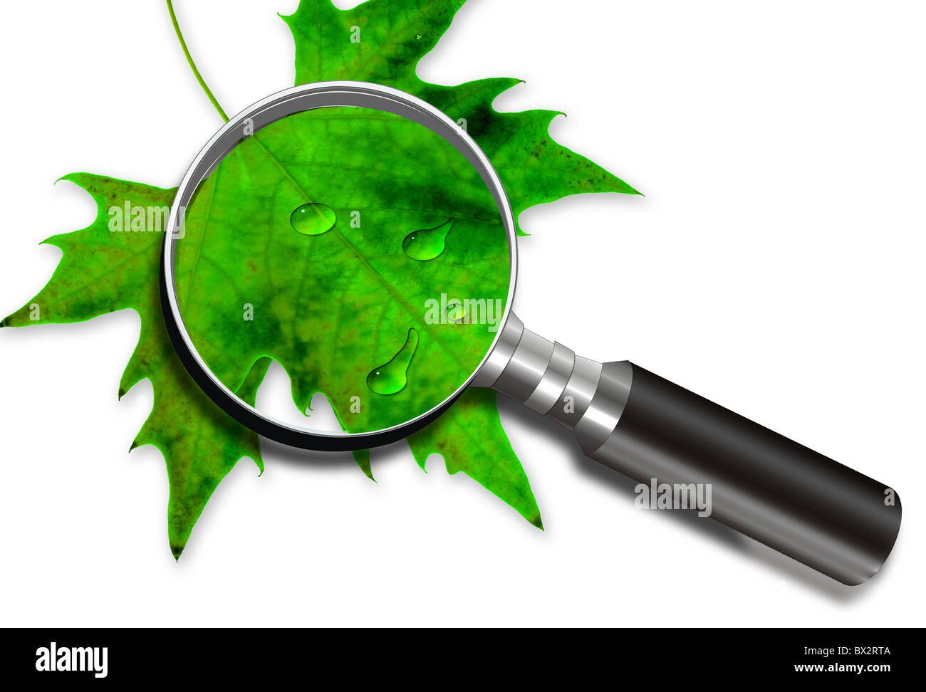 Green leaf under the magnifying glass Stock Photo - Alamy