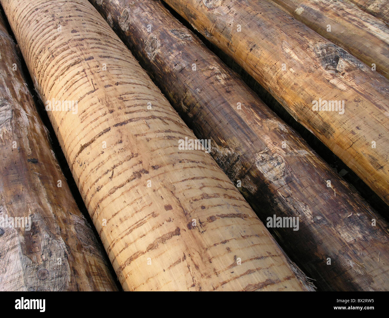 wood trunks trunks tribes forest forestry industry processing Stock ...
