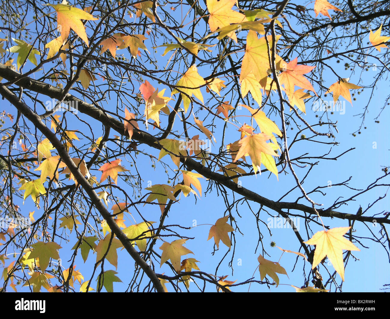 ambergris tree Liquidambar styraciflua leaves autumn branches sky tree ...