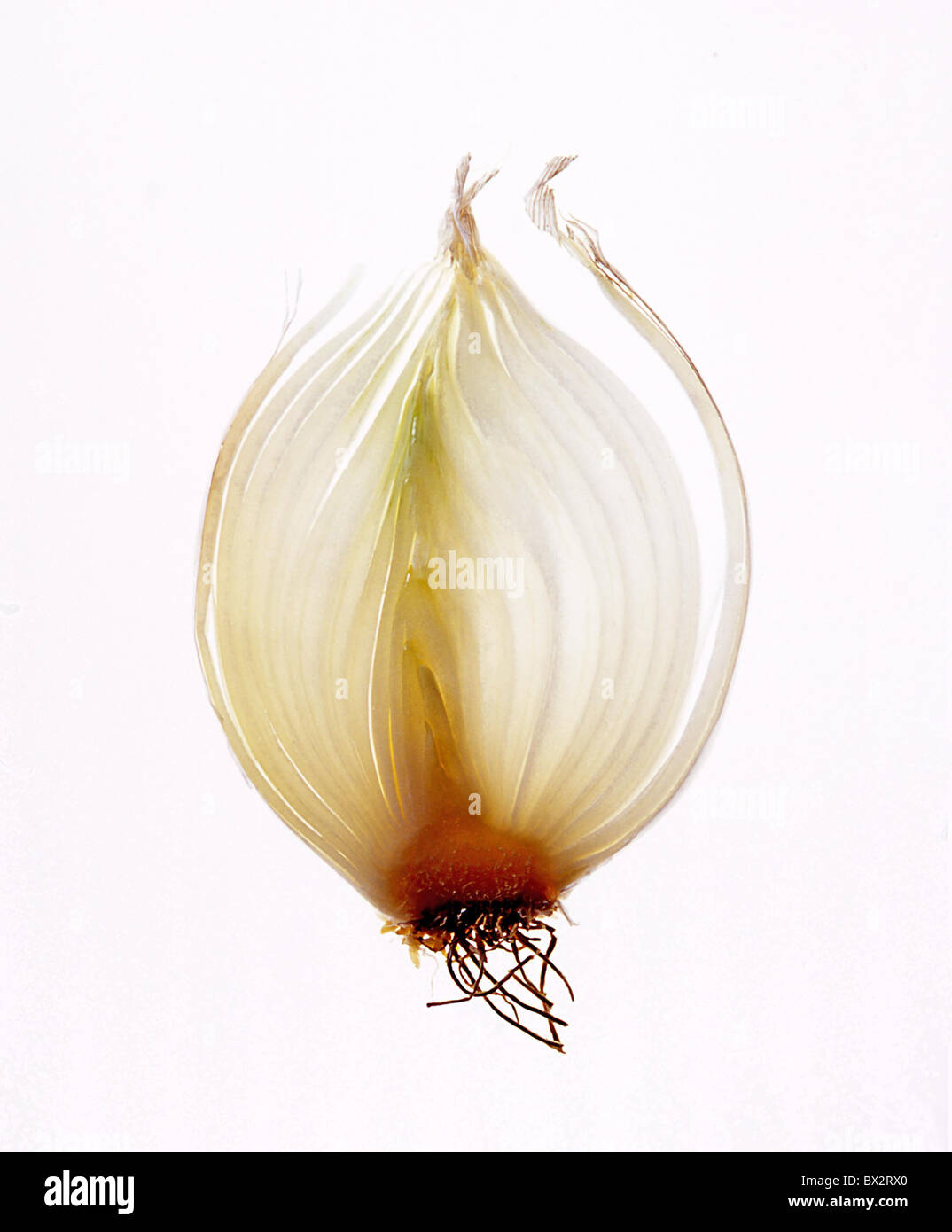 onion Allium cepa vegetable food studio Stock Photo - Alamy