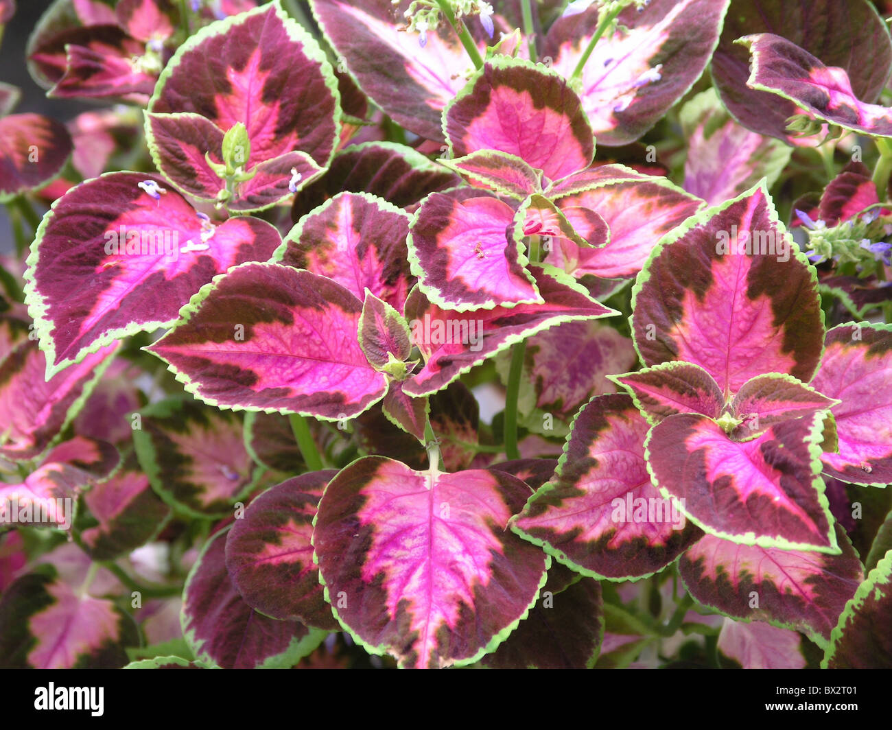 detail leaves nature pink Plant plants strain cultivation Stock Photo ...